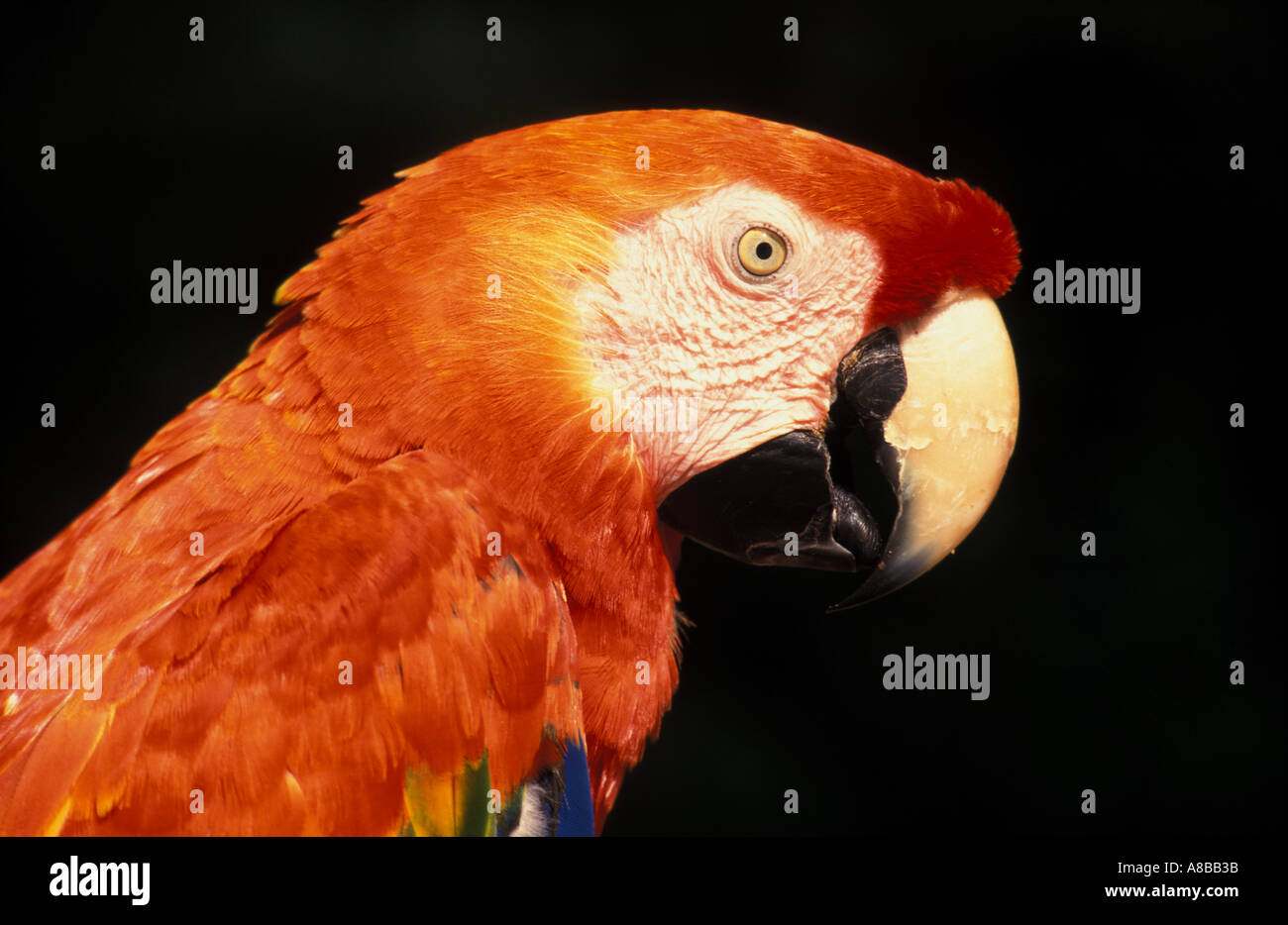 Aruba Dutch Caribbean Parrot Stock Photo - Alamy