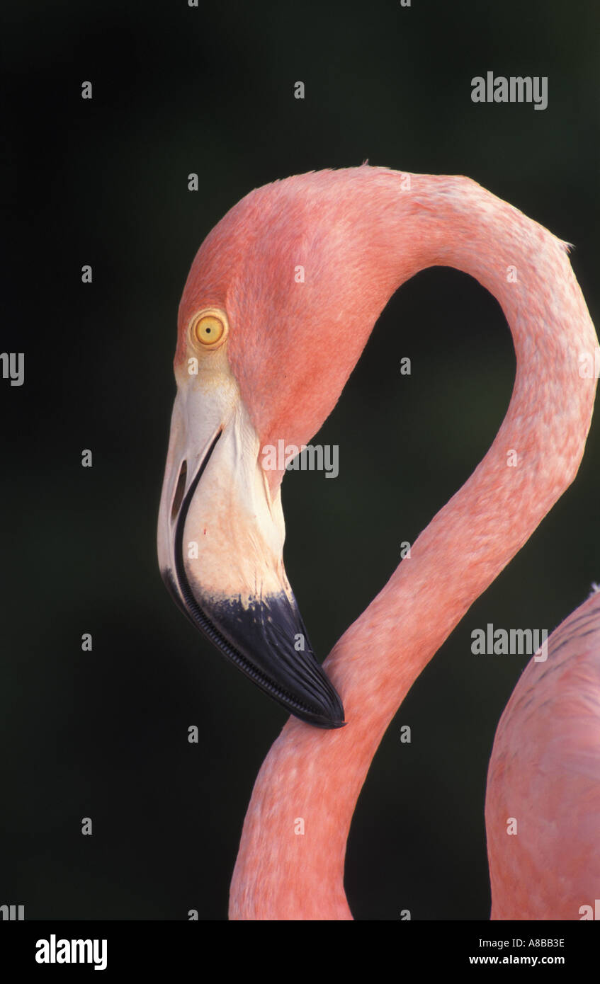 Aruba Dutch Caribbean Sonesta Island Flamingo Stock Photo - Alamy