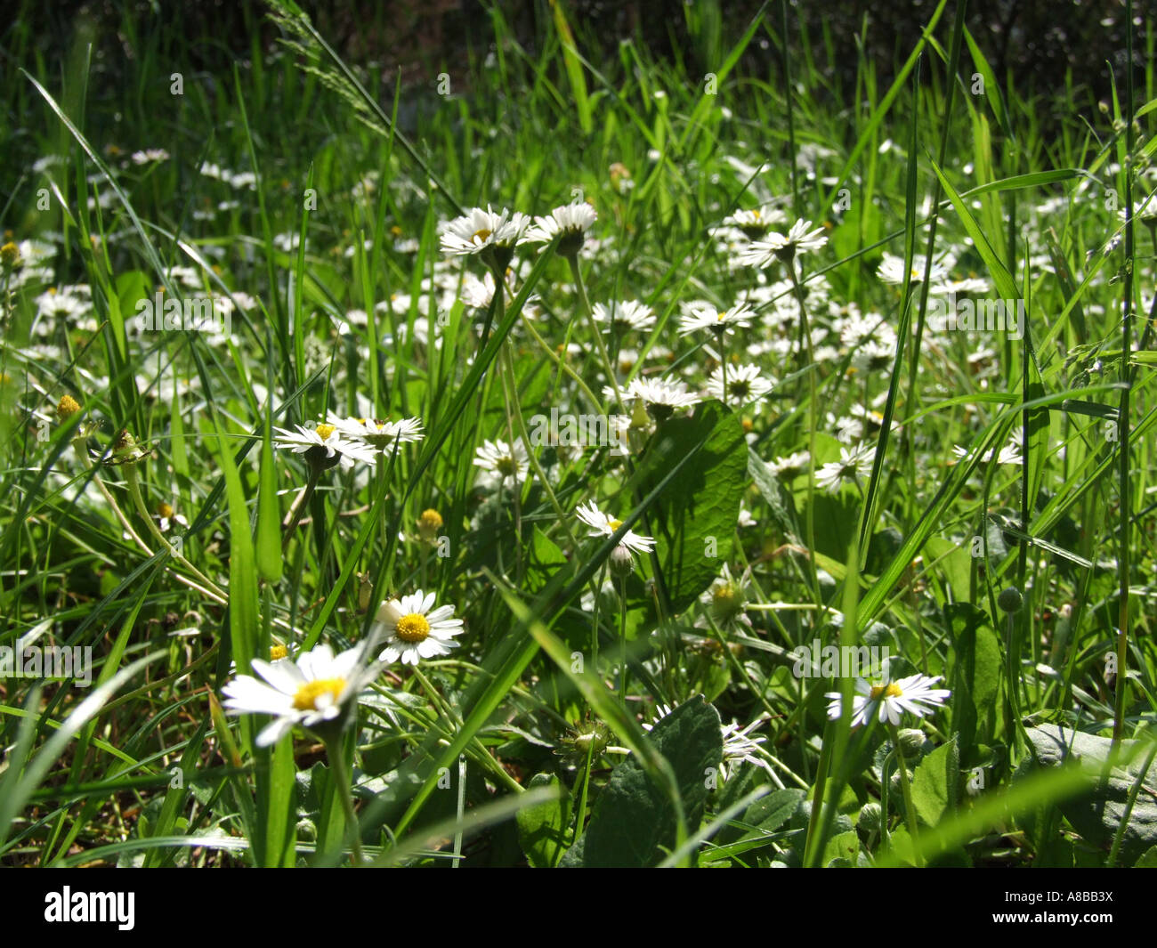 daisies in field Stock Photo - Alamy