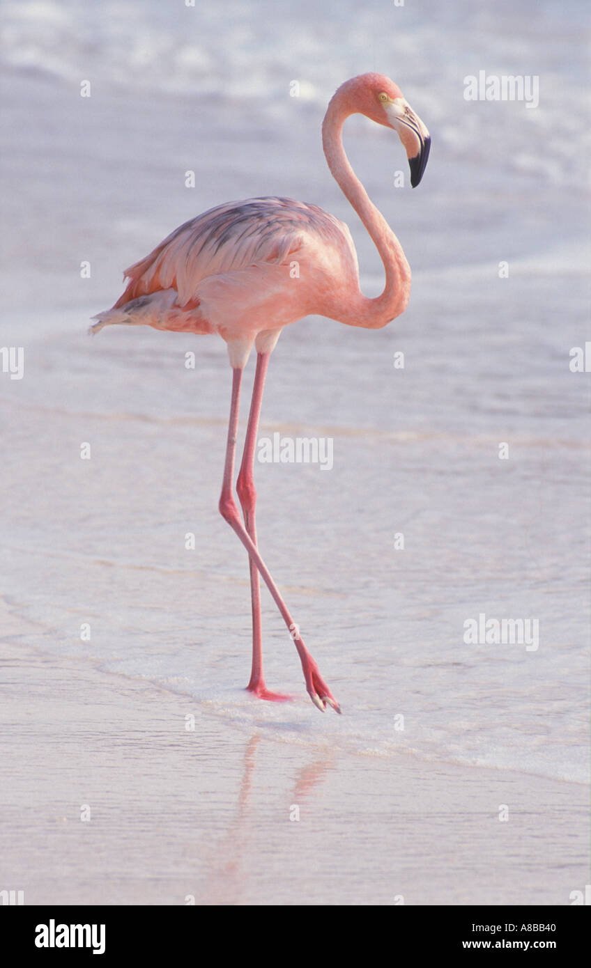 Aruba Dutch Caribbean Island Flamingo Stock Photo - Alamy