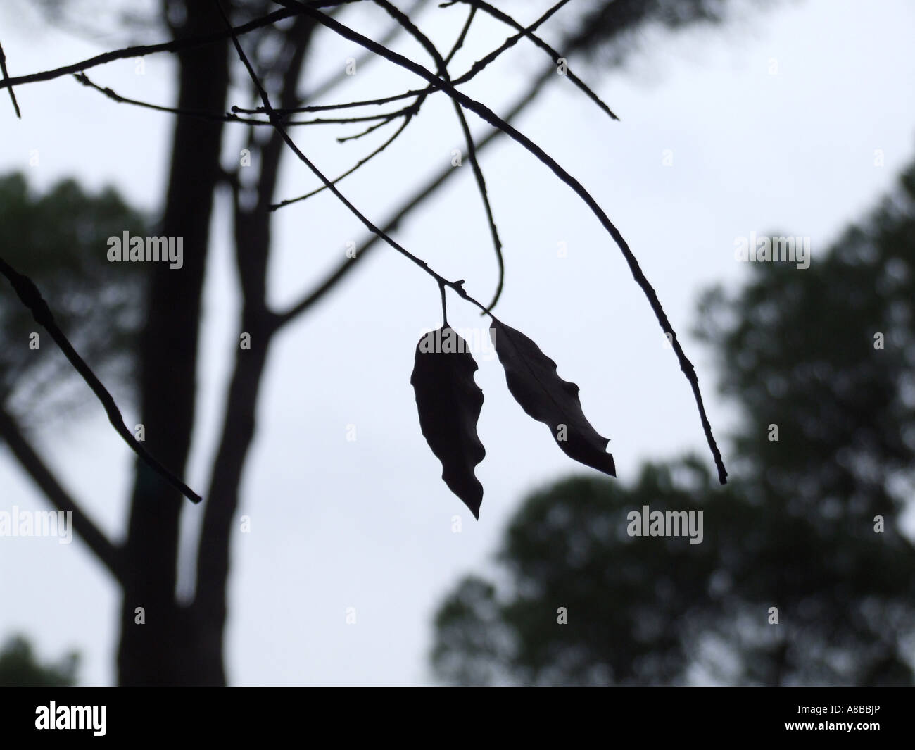 backlit leaves on tree Stock Photo - Alamy