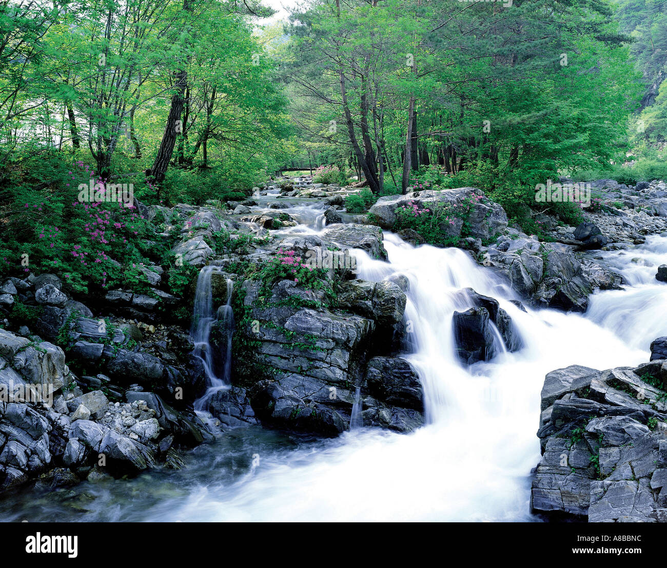 Kangwondo hi-res stock photography and images - Alamy