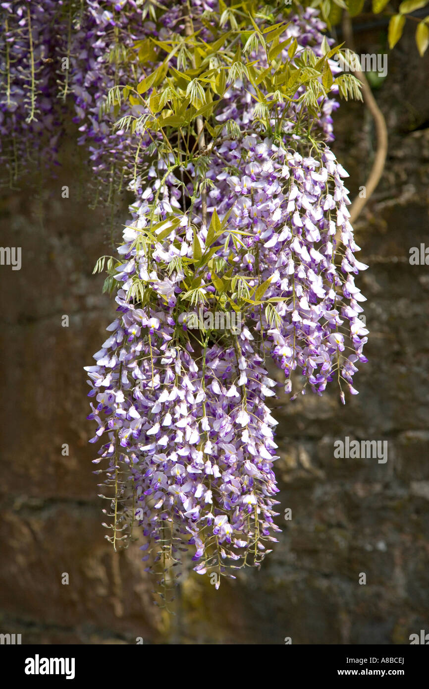 Blue Wisteria in flower Stock Photo - Alamy