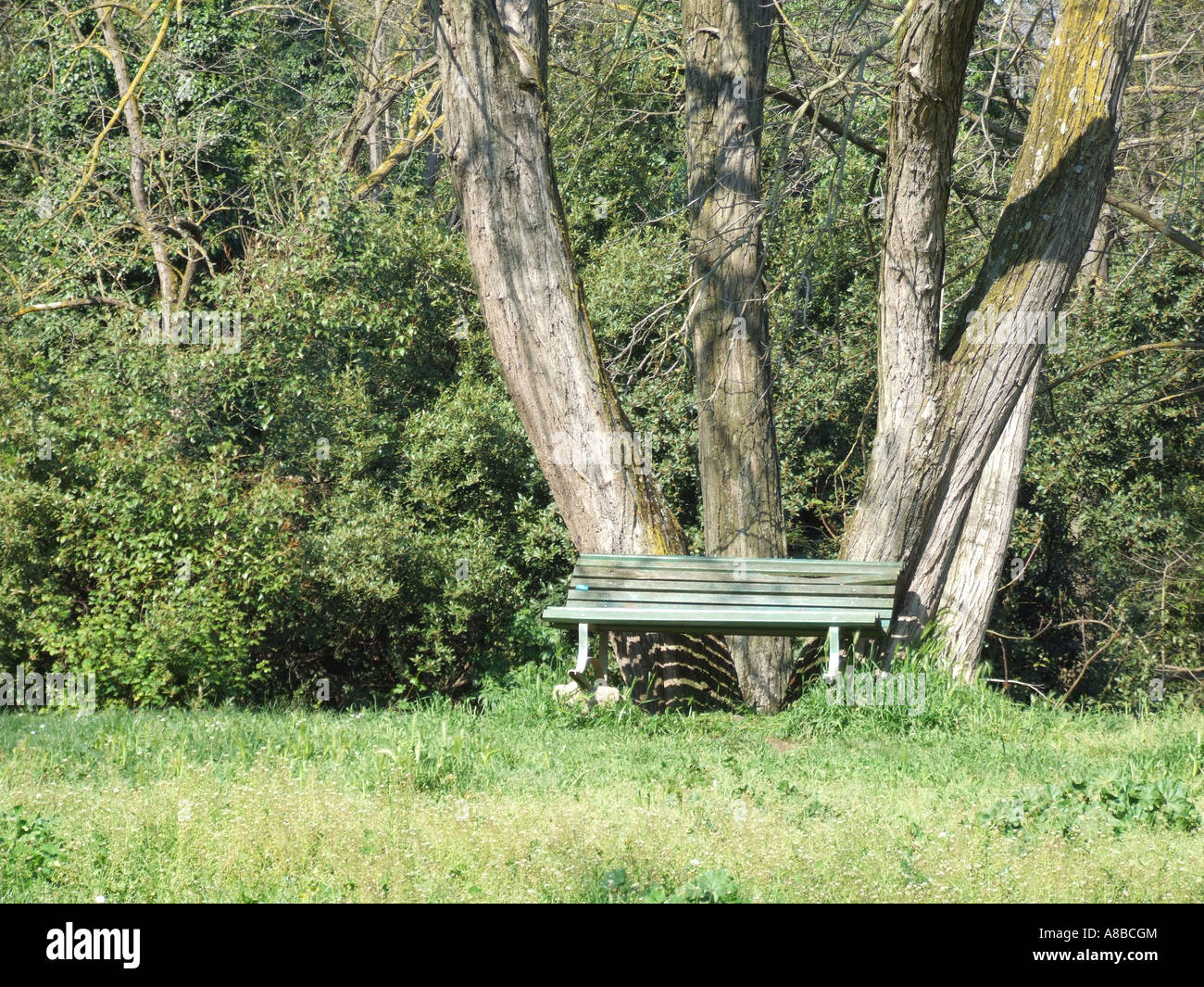 one bench in park Stock Photo - Alamy