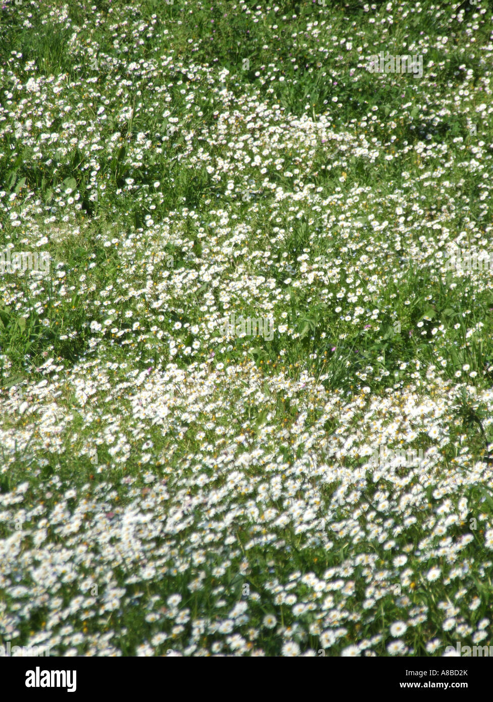 daisies in field Stock Photo - Alamy