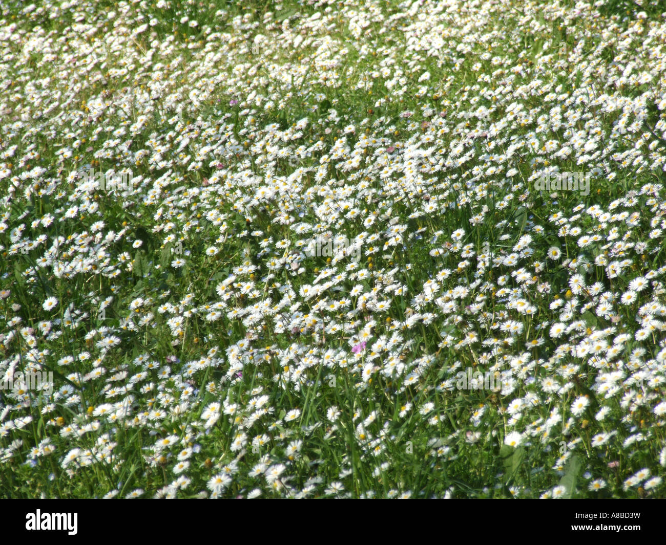 daisies in field Stock Photo - Alamy