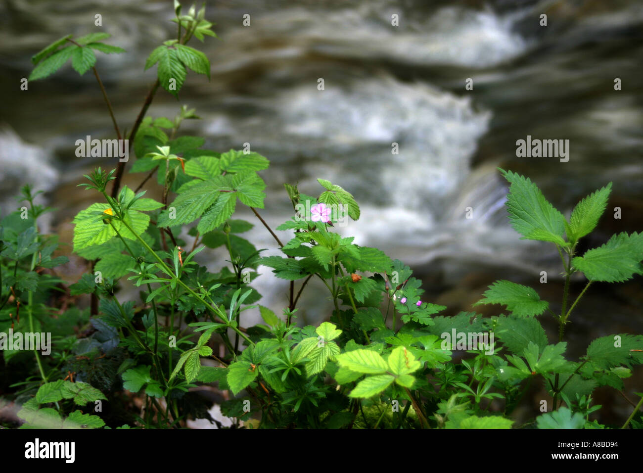 river vegetation in Picos de Europa National Park in Spain Stock Photo ...