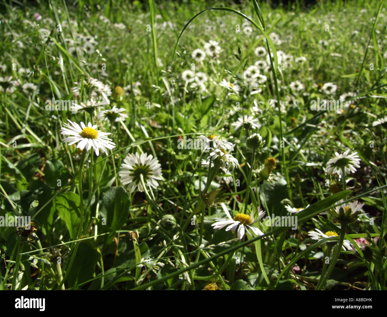 daisies in field Stock Photo - Alamy