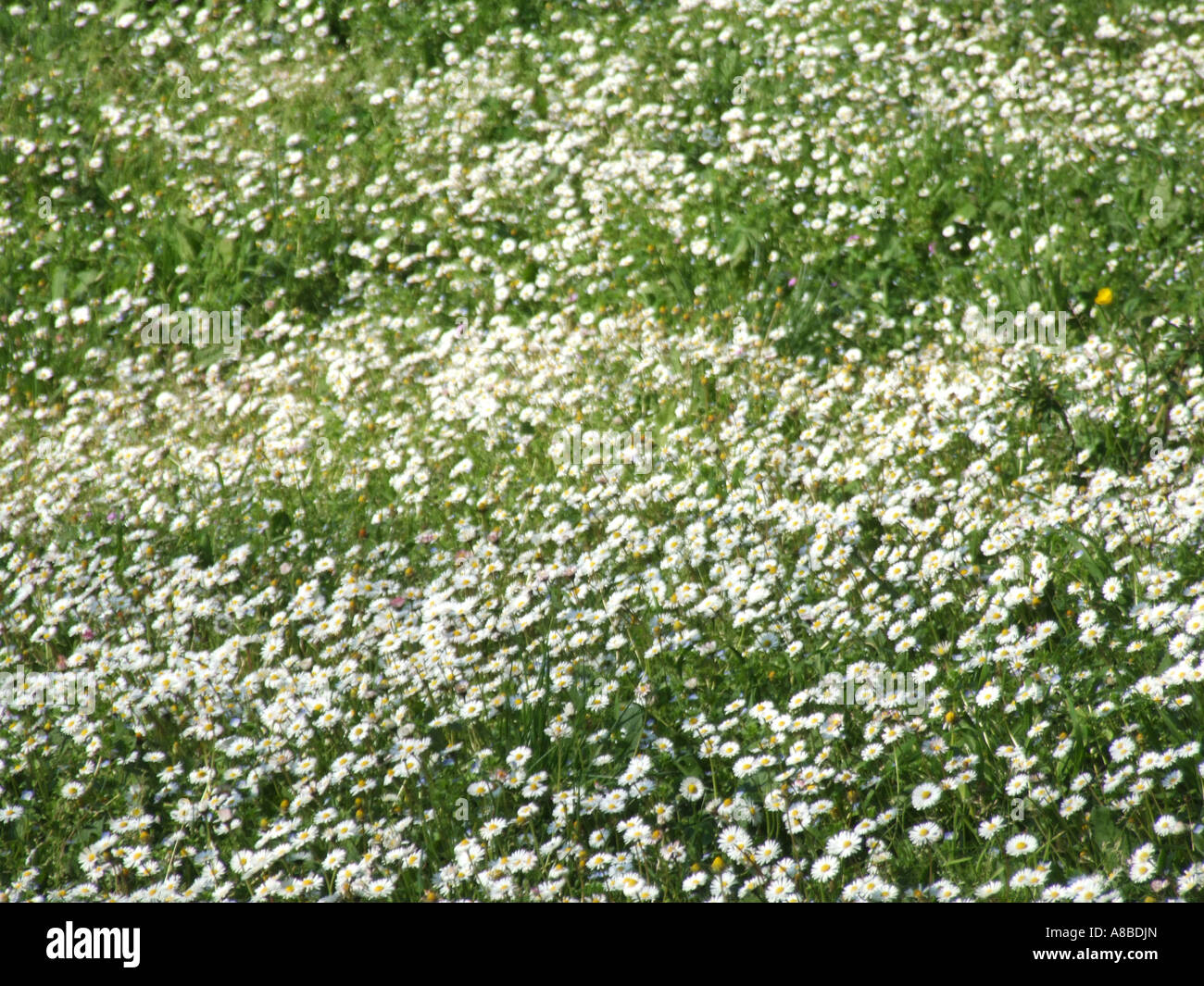 daisies in field Stock Photo - Alamy