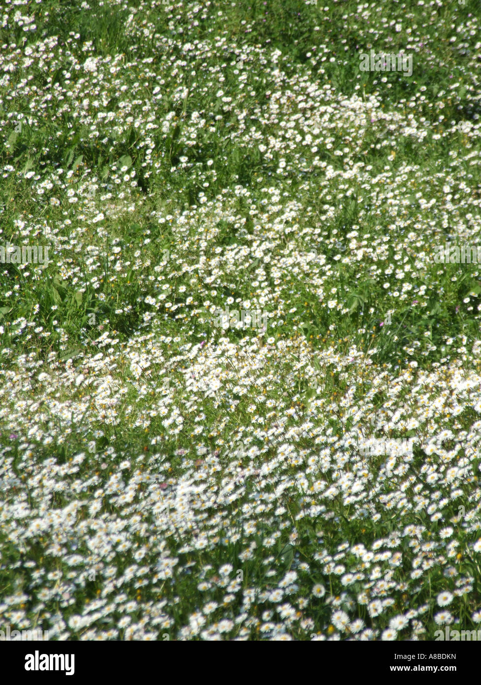 daisies in field Stock Photo - Alamy