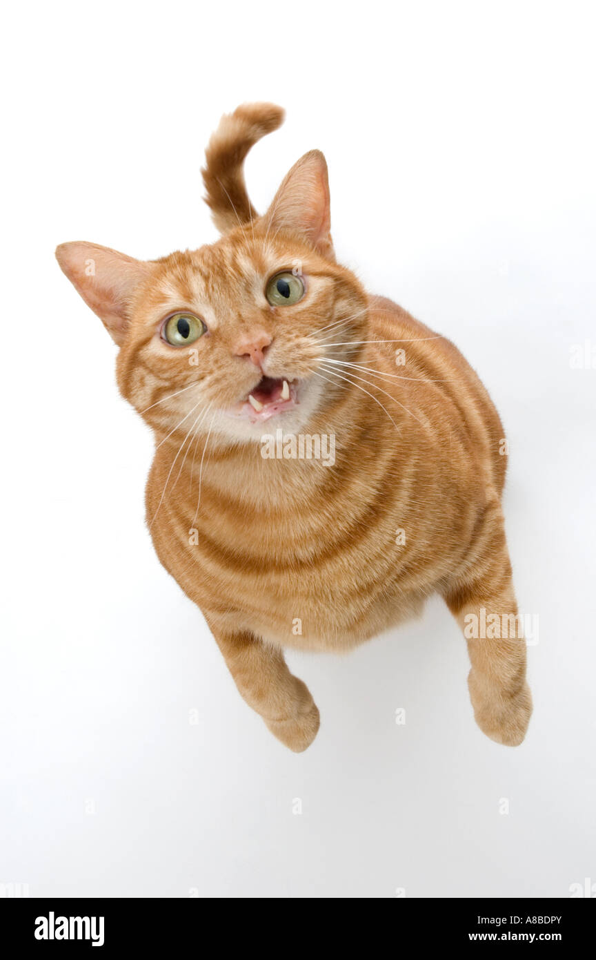 Cute orange cat mouth open hi-res stock photography and images - Alamy