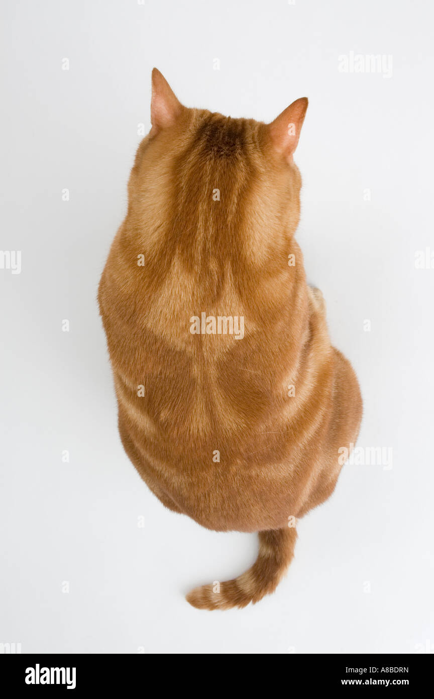 Tabby markings hi-res stock photography and images - Alamy