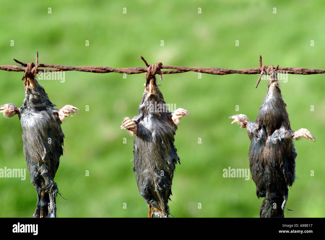 Three moles hi-res stock photography and images - Alamy