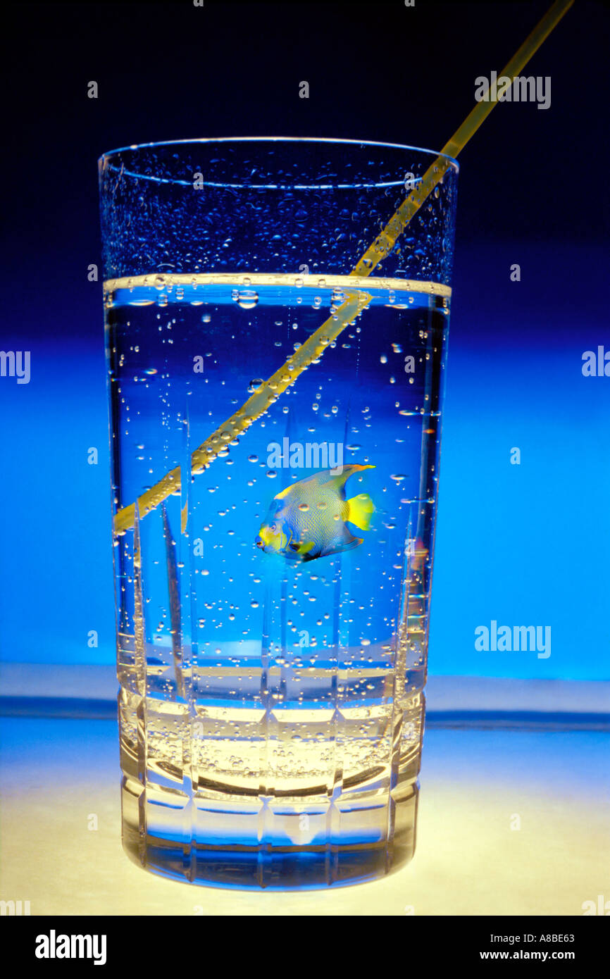 Little yellow fish in a glass Stock Photo - Alamy