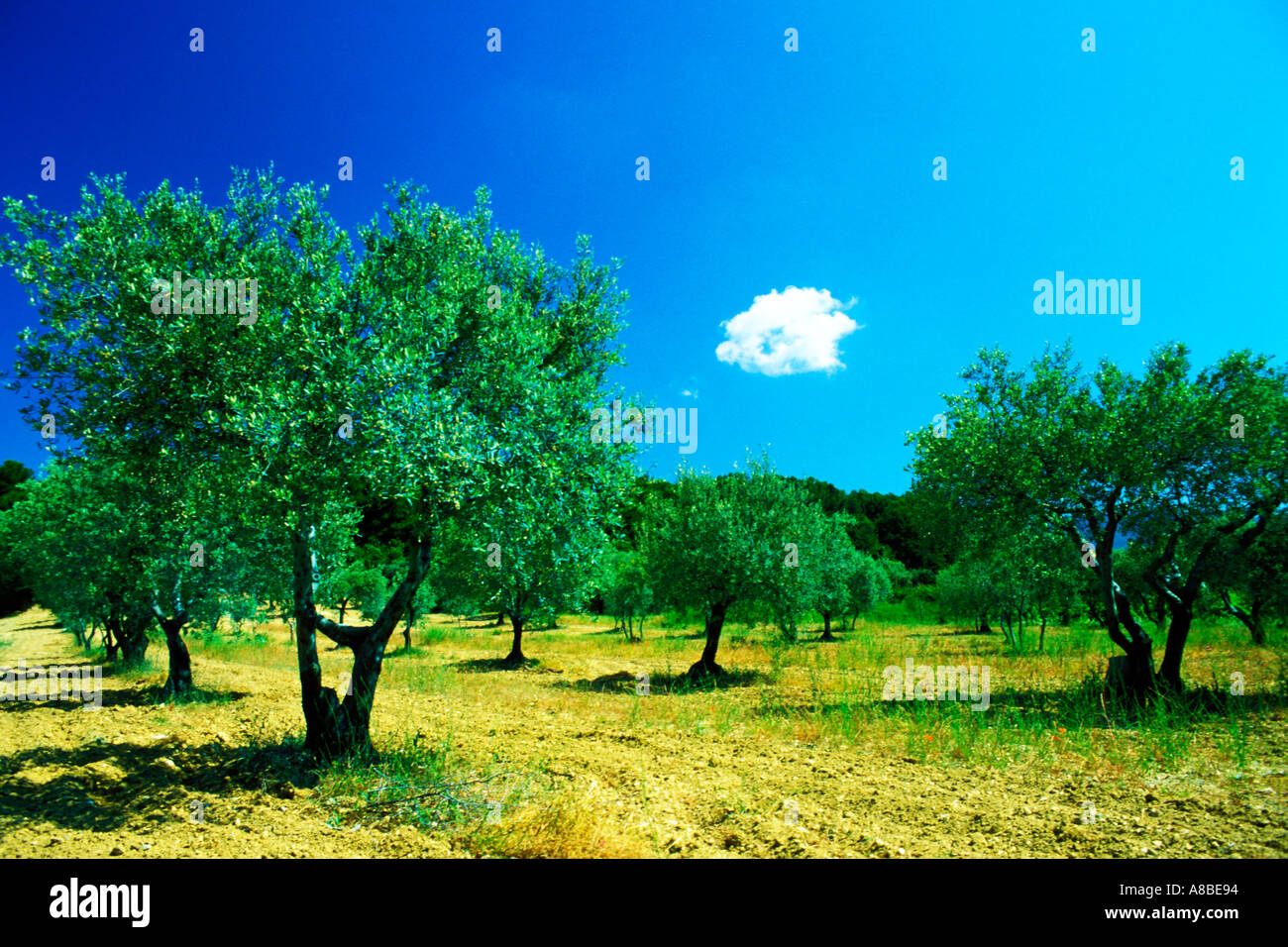 Olive trees orchard in south of France Stock Photo - Alamy