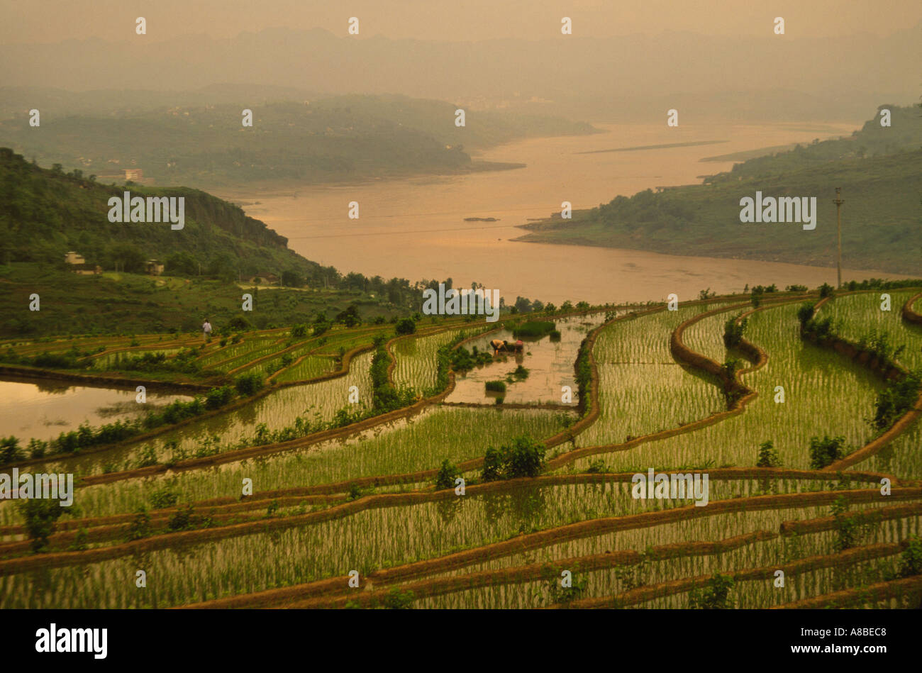 Water filled terraced rice paddy by Three Gorges of Yangtze River ...