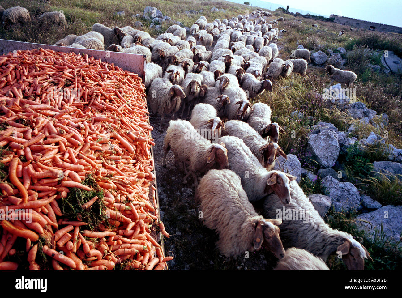Magnisi peninsula hi-res stock photography and images - Alamy
