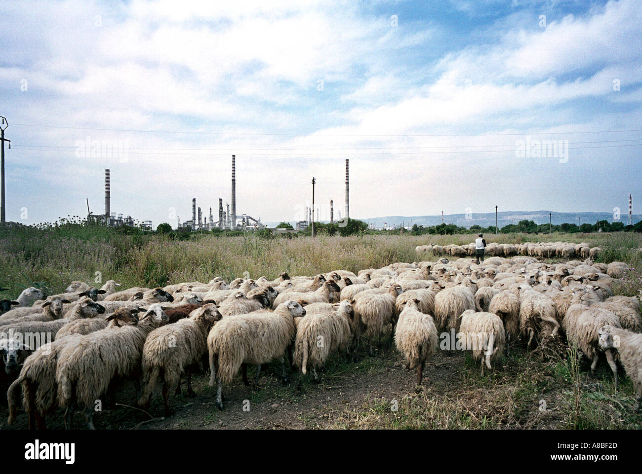 Sheep in a field overlooking chemical plants Augusta Sicily Stock Photo ...
