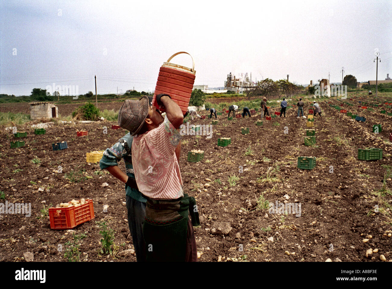 Man drinking water on a potatoes field Priolo Sicily Stock Photo - Alamy