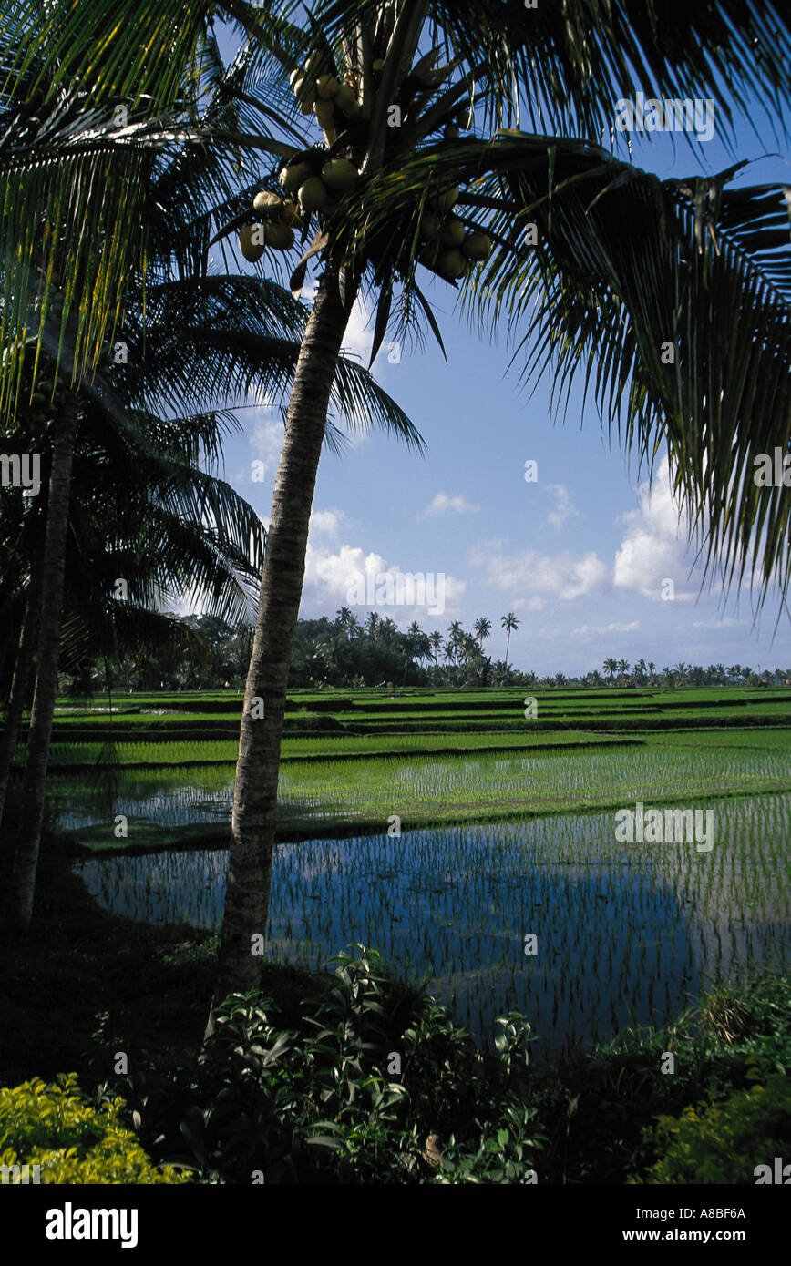 Rice fields, ubud region, bali hi-res stock photography and images - Alamy
