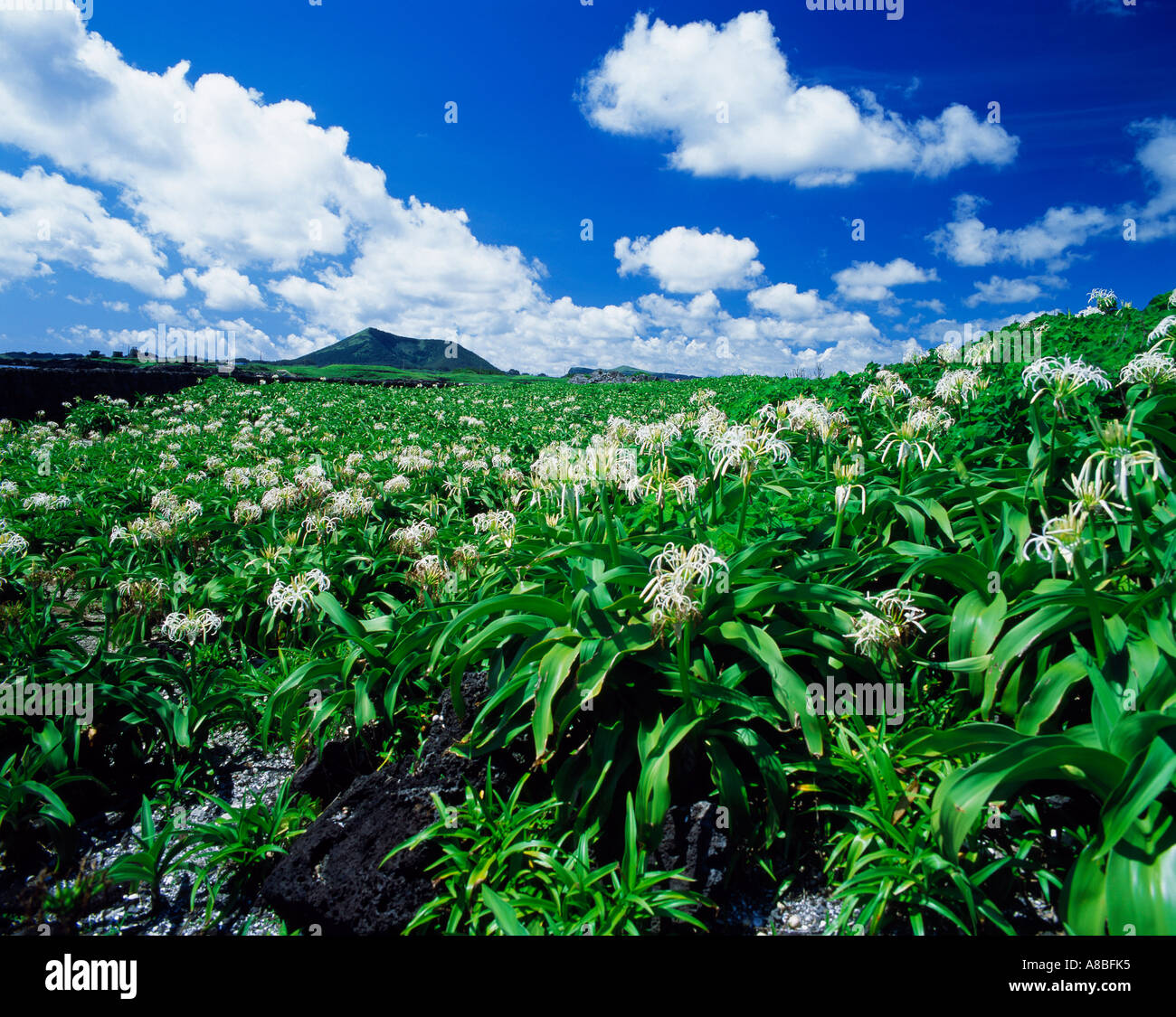 Jeju Island Scene of wild flower field Stock Photo - Alamy