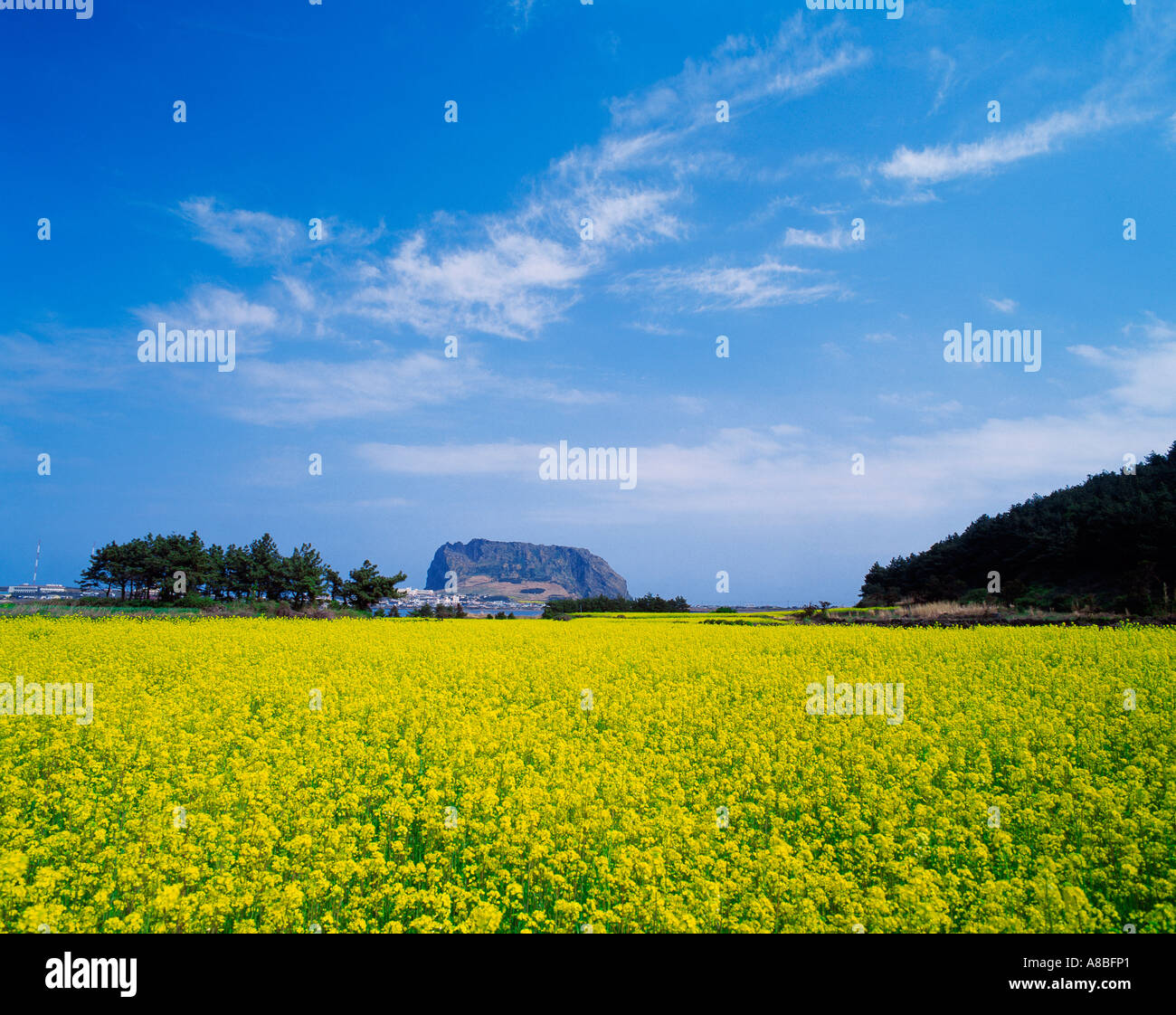 Jeju Island yellow flower field Sung San Ill Chul Bong Stock Photo - Alamy