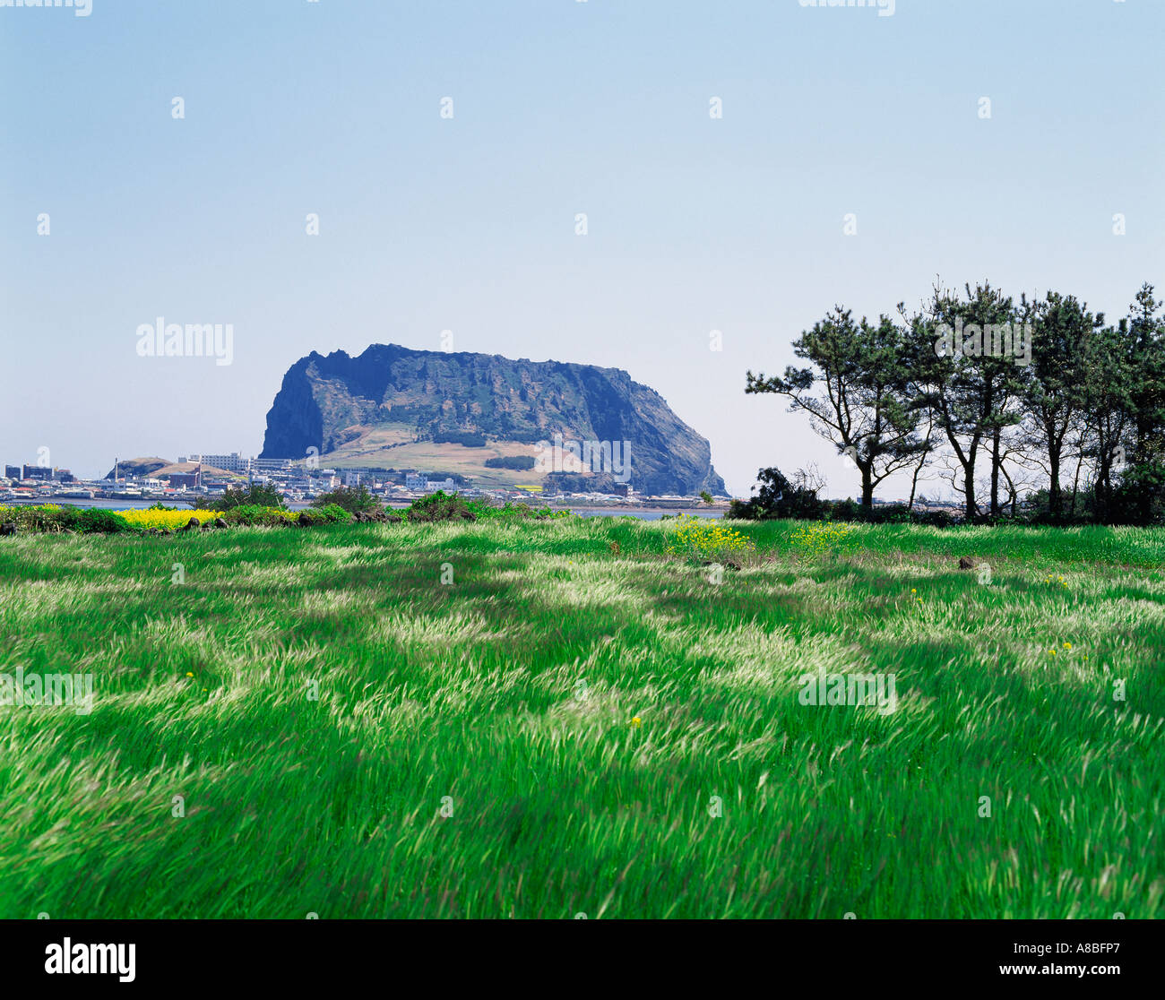 Jeju island yellow flower field hi-res stock photography and images - Alamy