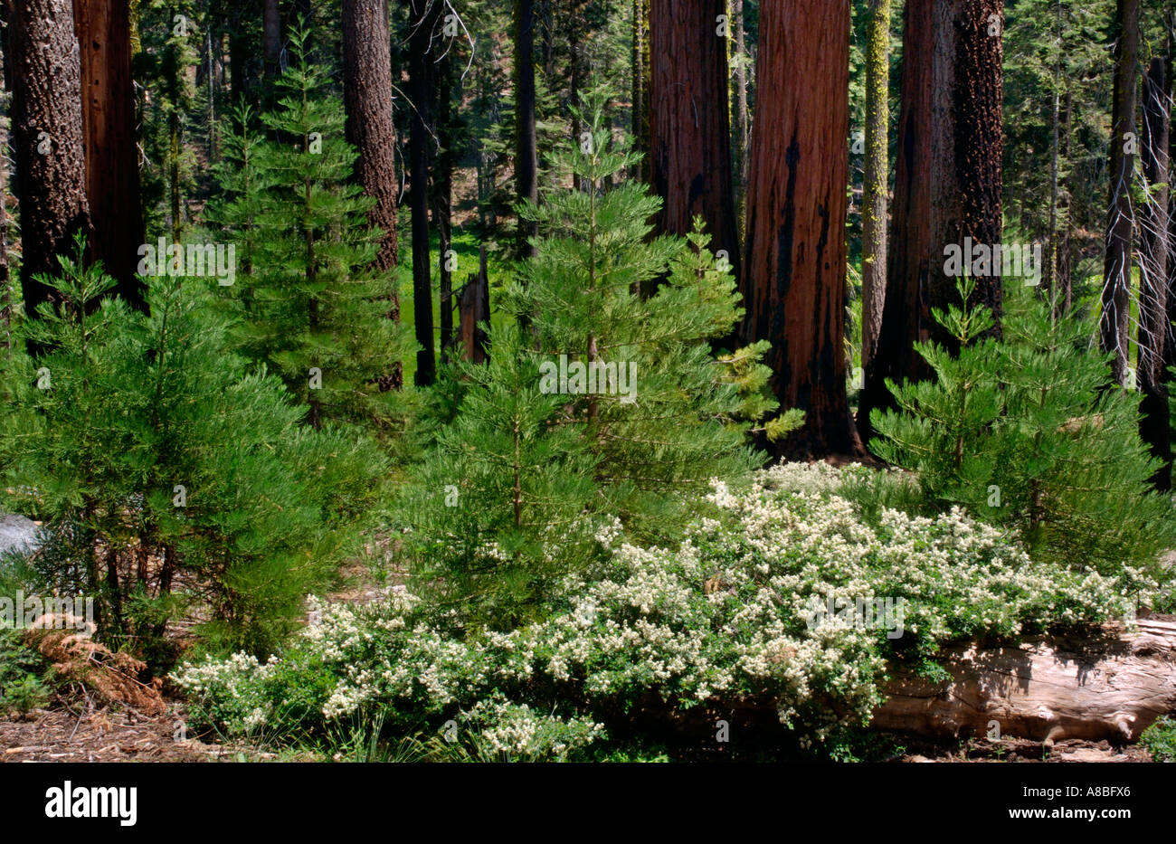 Young pine tree and deer brush in spring in mixed conifer forest ...