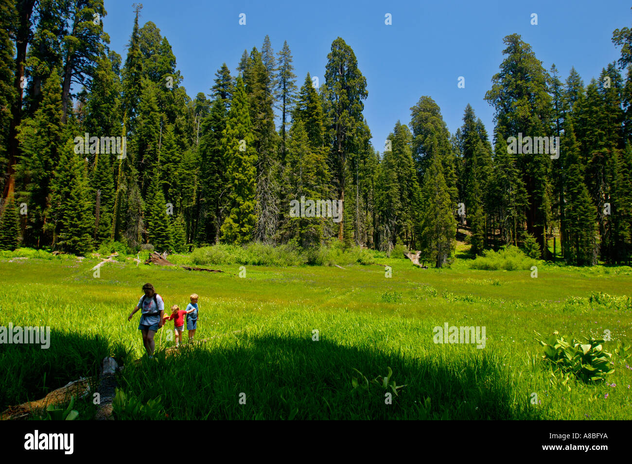 Family walking on fallen tree log whike hiking at Crescent Meadow in ...