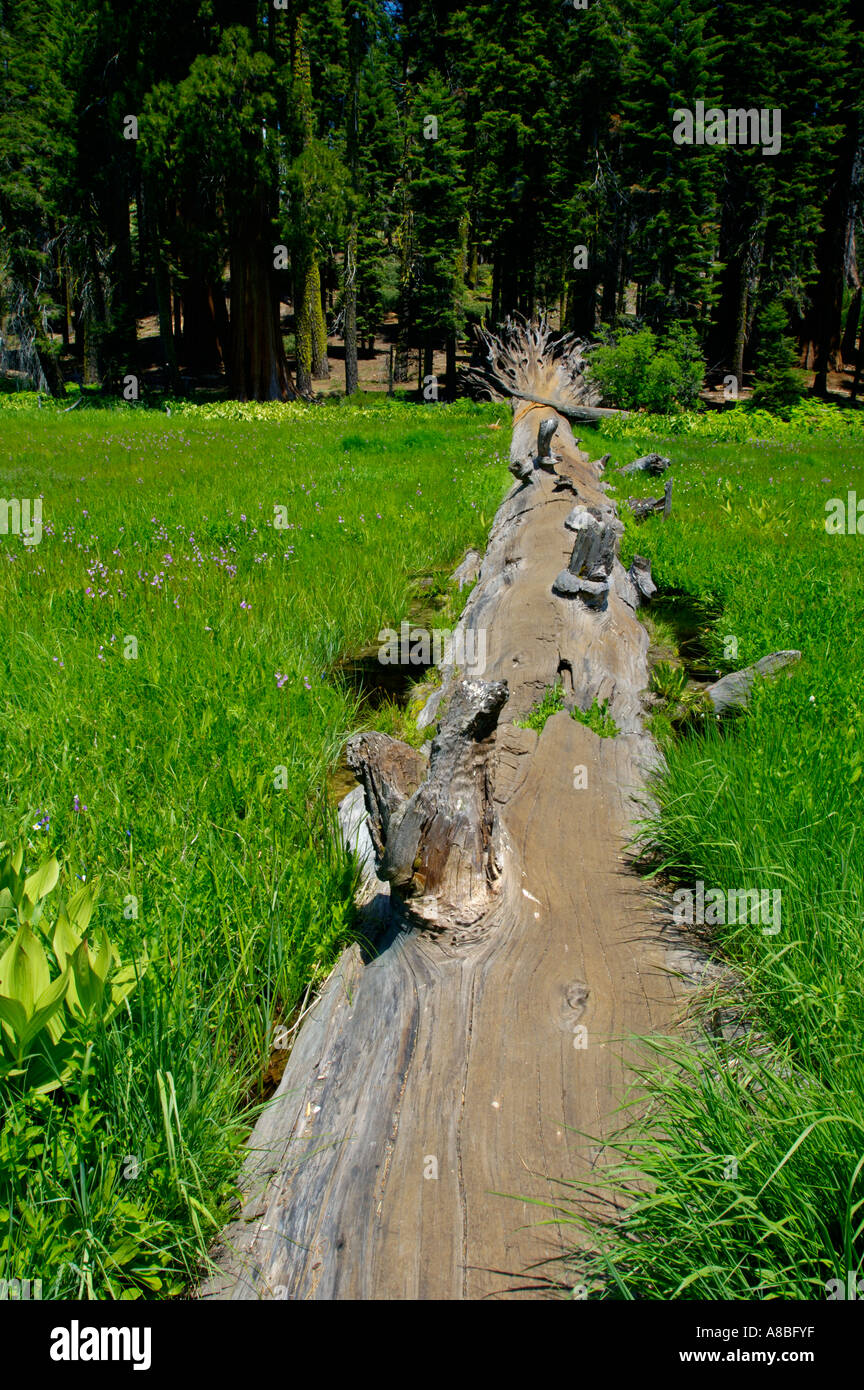 Fallen trunk of Giant Sequoia tree across Crescent Meadow in summer ...