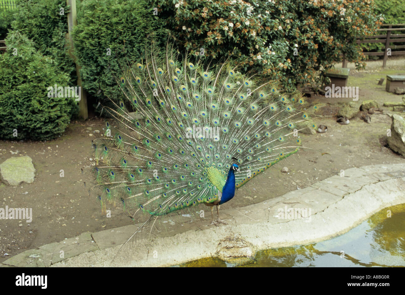 Peacocks fan hi-res stock photography and images - Alamy