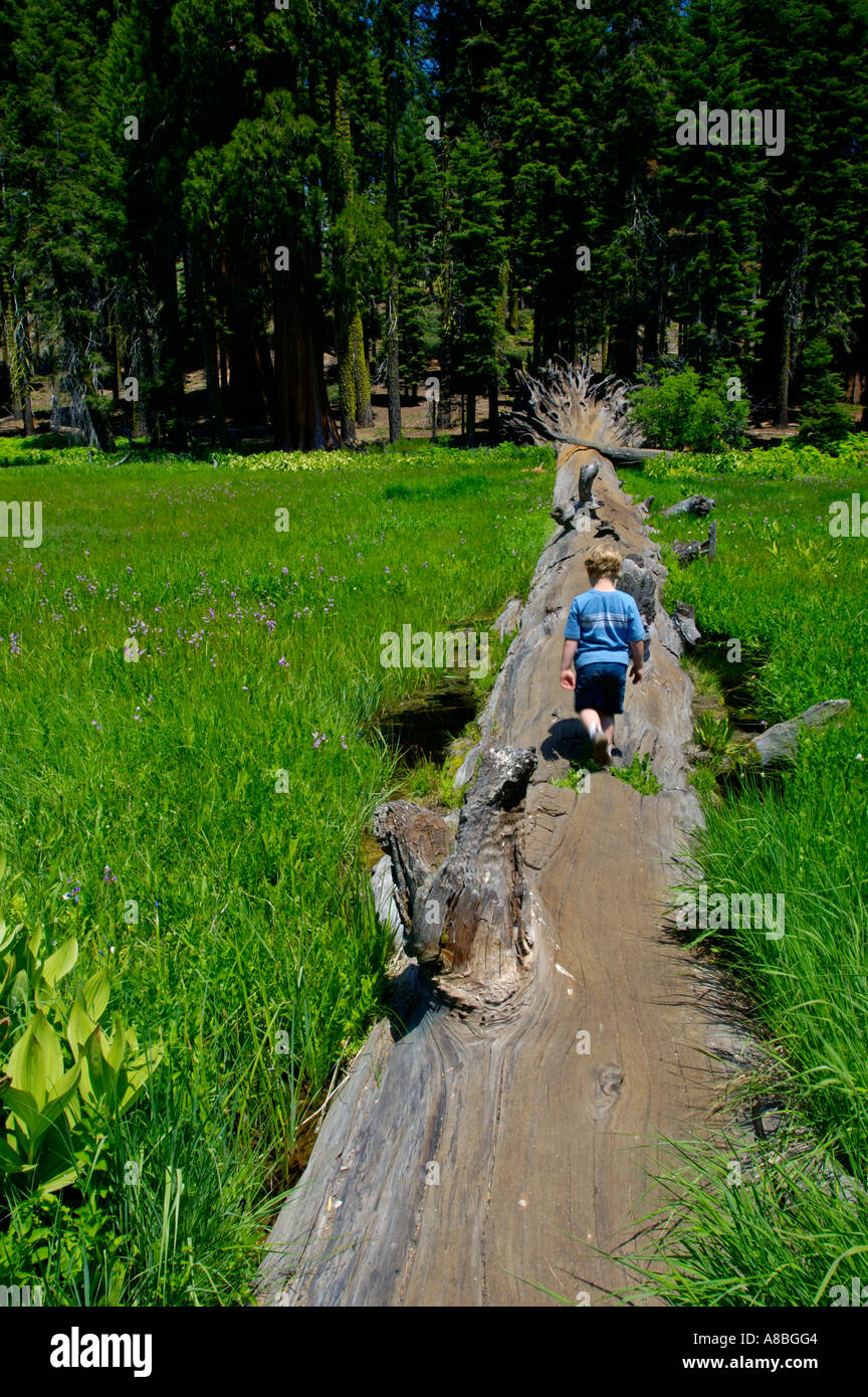 Child walking across fallen tree hi-res stock photography and images ...