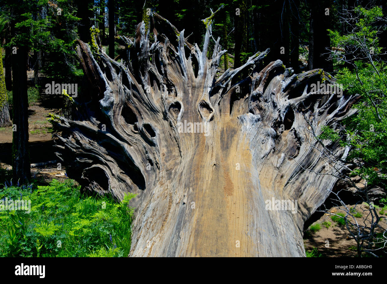 Fallen giant sequoia tree roots hi-res stock photography and images - Alamy