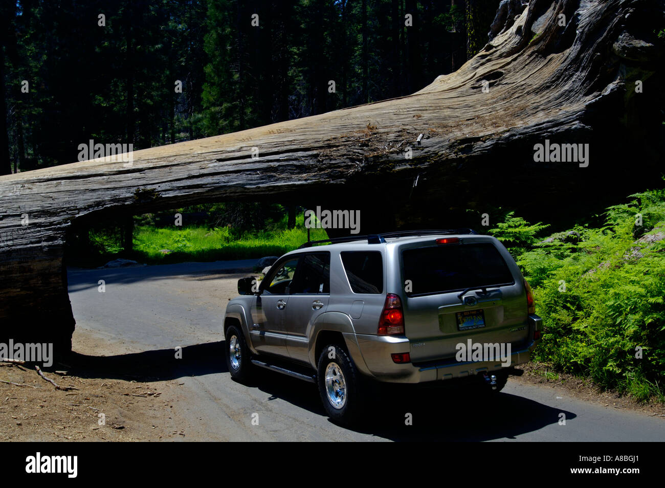Car driving through tunnel of trees hi-res stock photography and images ...
