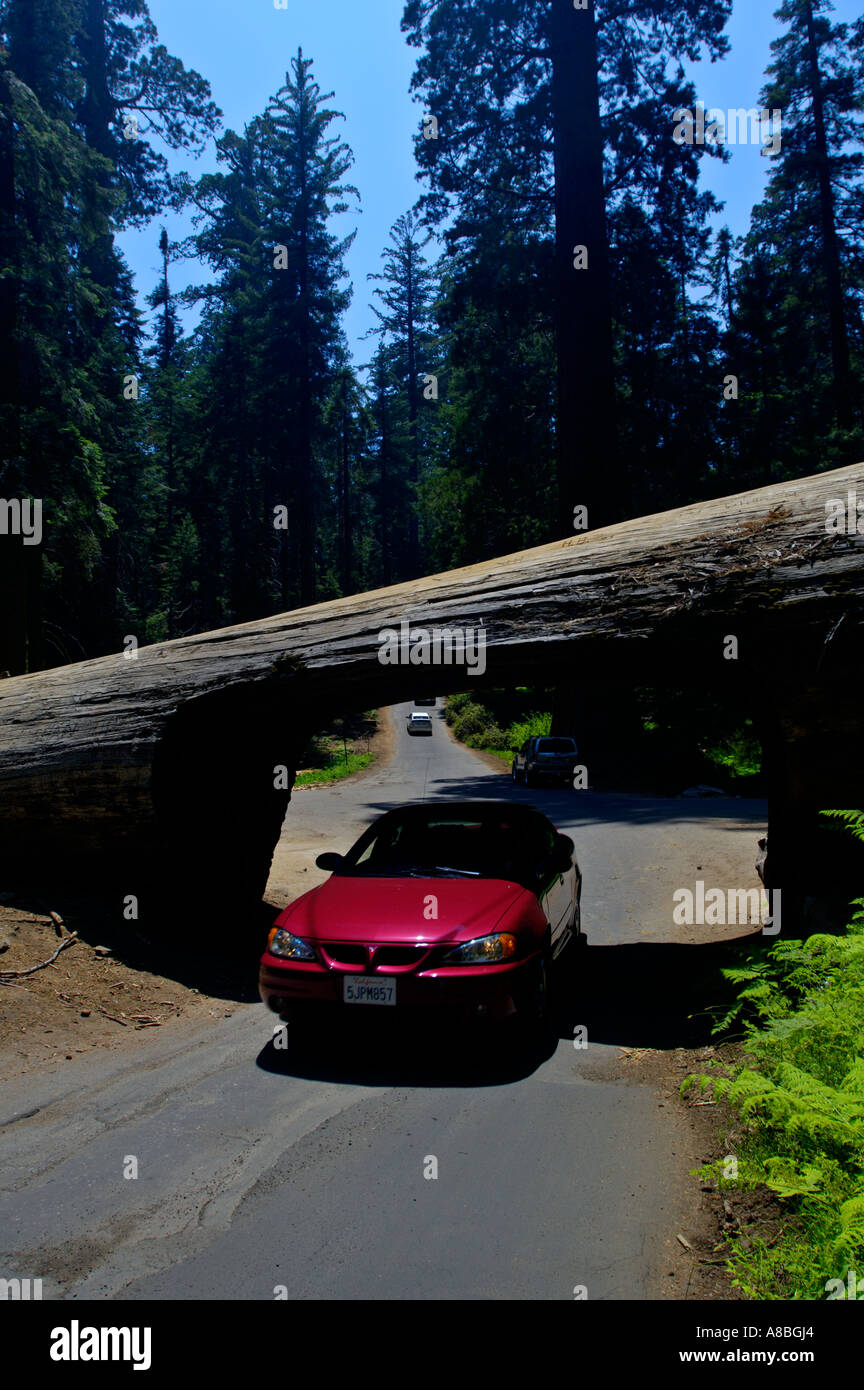 Carved opening for cars to drive through fallen tree trunk Tunnel Log ...