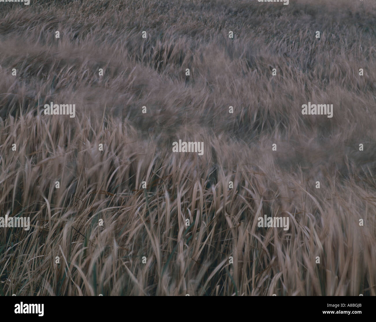 Scene of reed field Fall background Stock Photo - Alamy