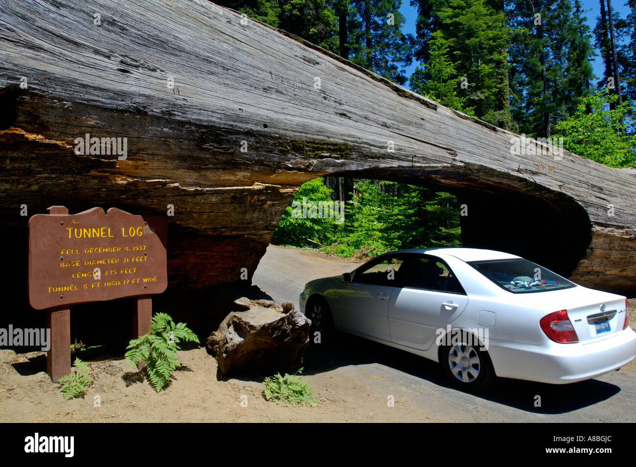 Auto log sequoia hi-res stock photography and images - Alamy