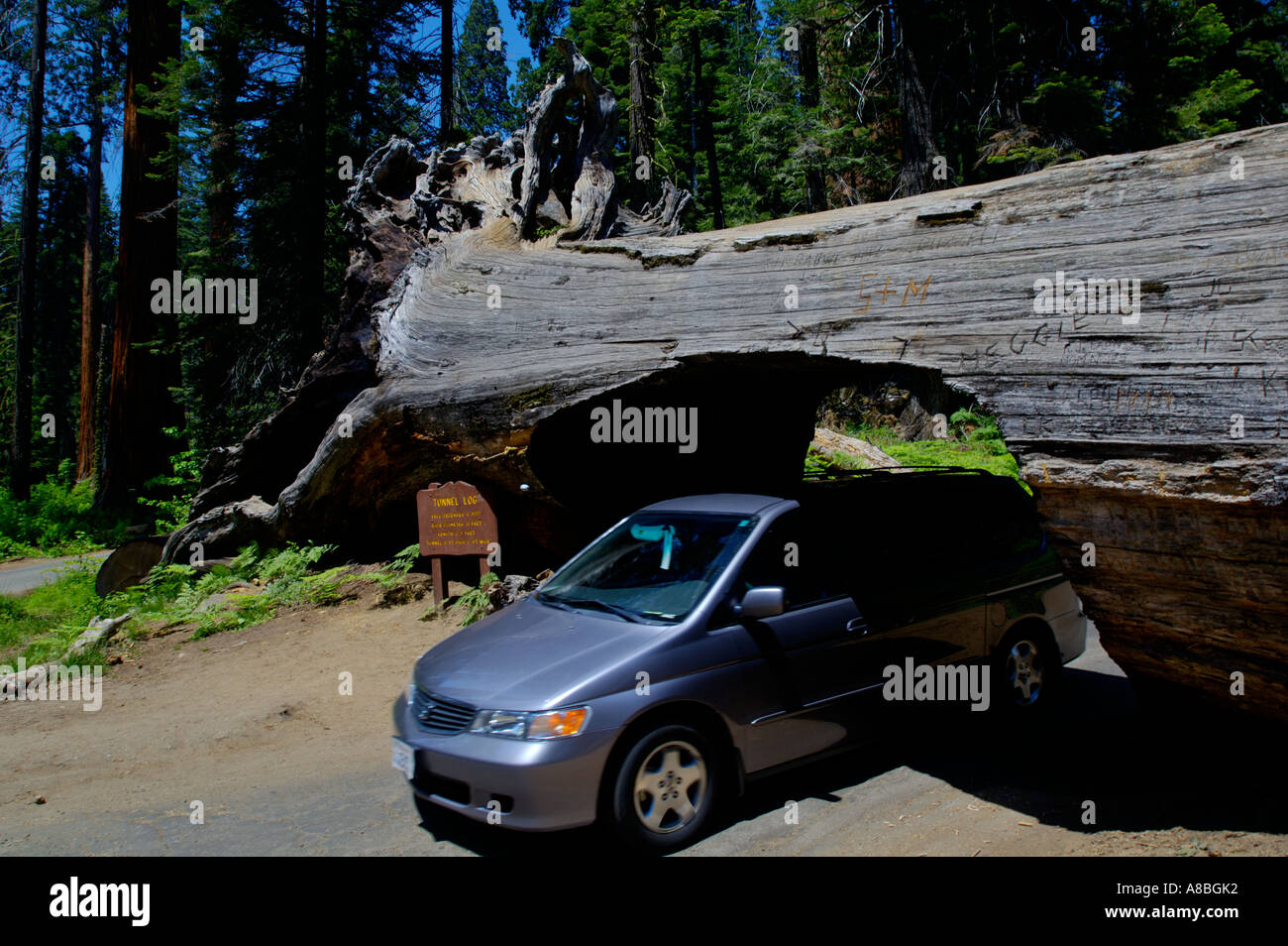 Carved opening for cars to drive through fallen tree trunk Tunnel Log ...