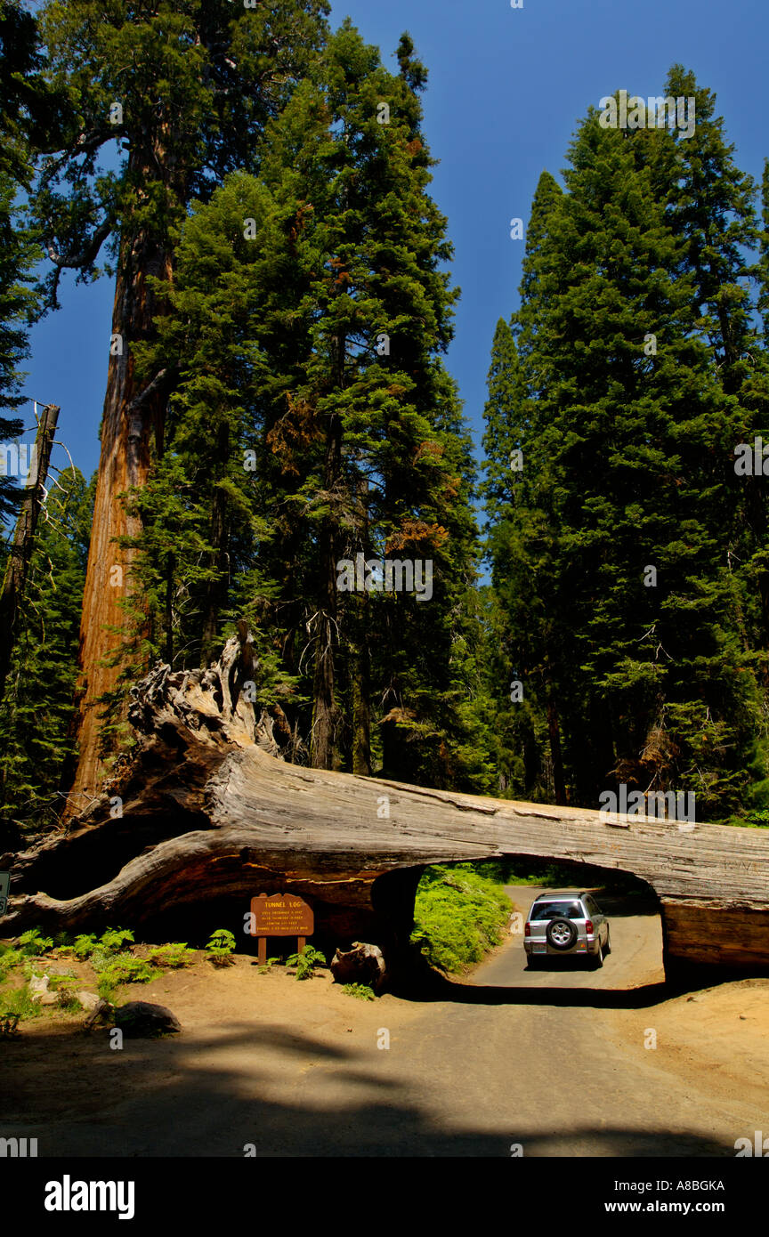 Car driving through tunnel of trees hi-res stock photography and images ...
