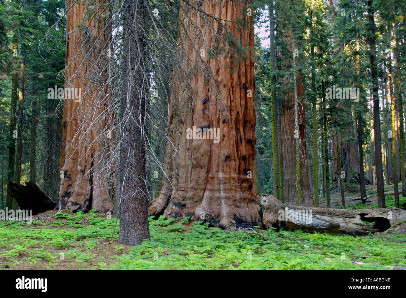 Giant Sequoia tree in mixed conifer pine forest at sunset Sequoia ...