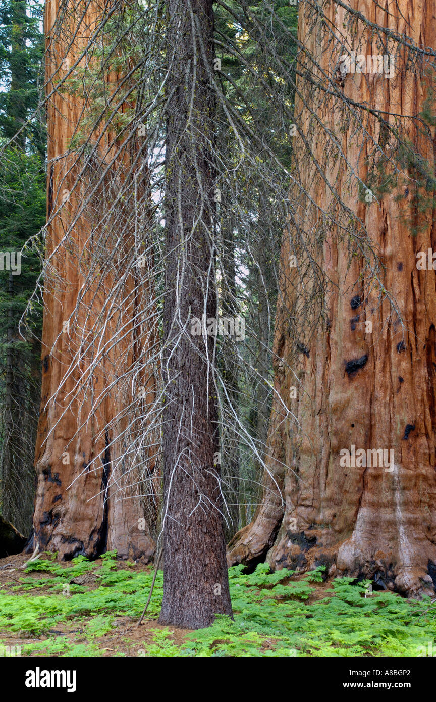 Giant Sequoia tree in mixed conifer pine forest at sunset Sequoia ...