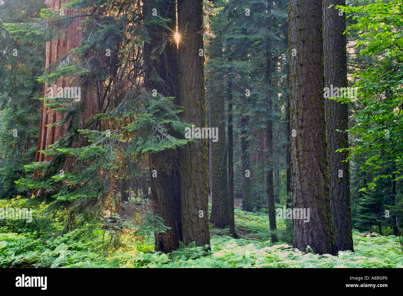 Giant Sequoia tree in mixed conifer pine forest at sunset Sequoia ...