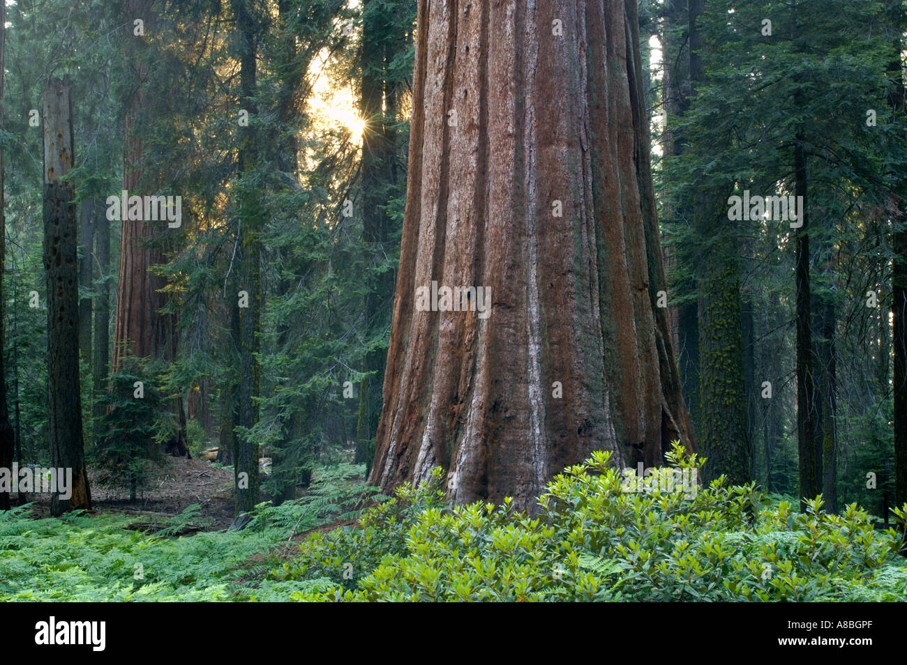Giant Sequoia tree in mixed conifer pine forest at sunset Sequoia ...