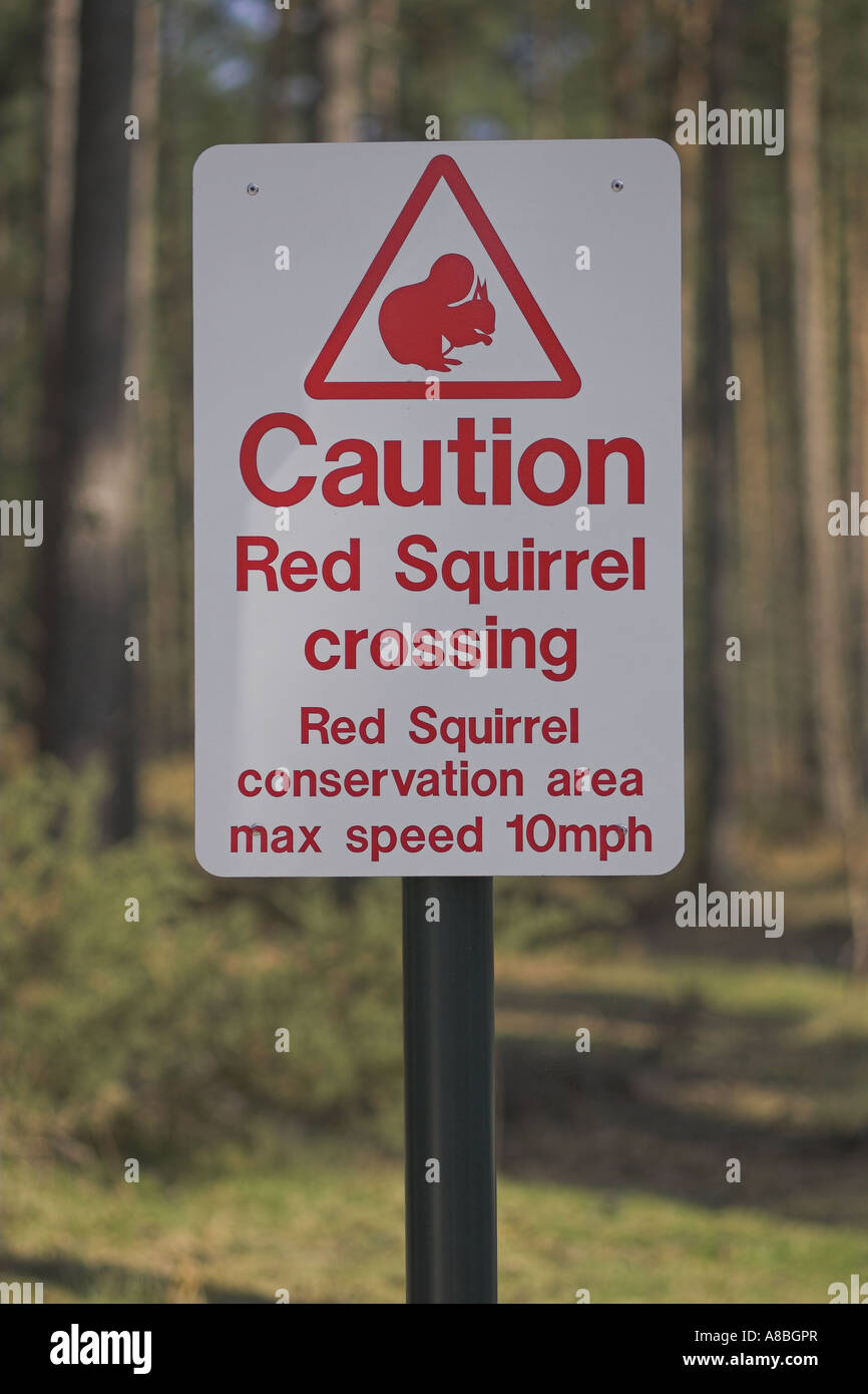 Squirrel Road Sign Stock Photos & Squirrel Road Sign Stock Images - Alamy