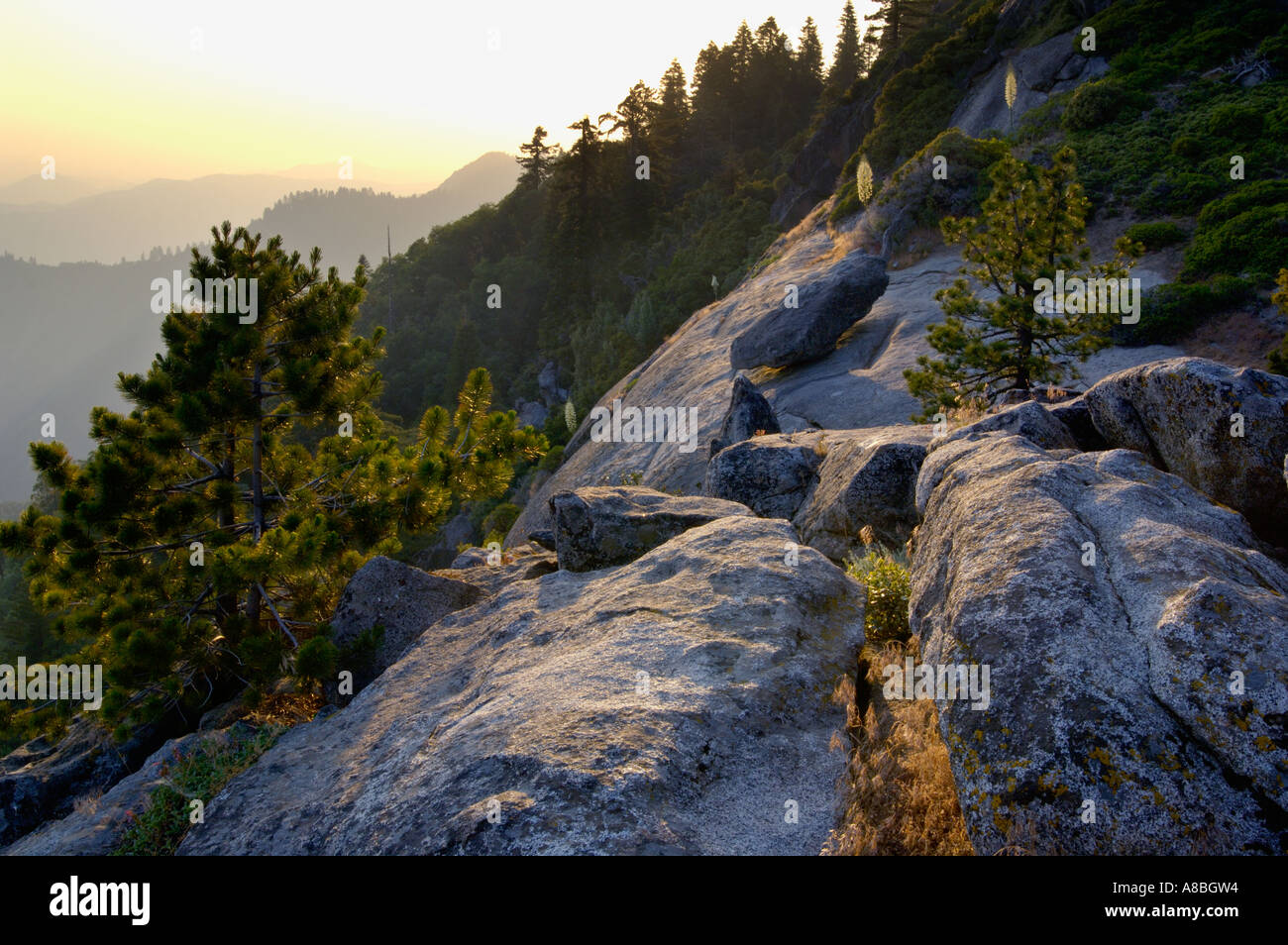 Sunset light on pine tree forest and rock outcrop on mountain Sequoia ...