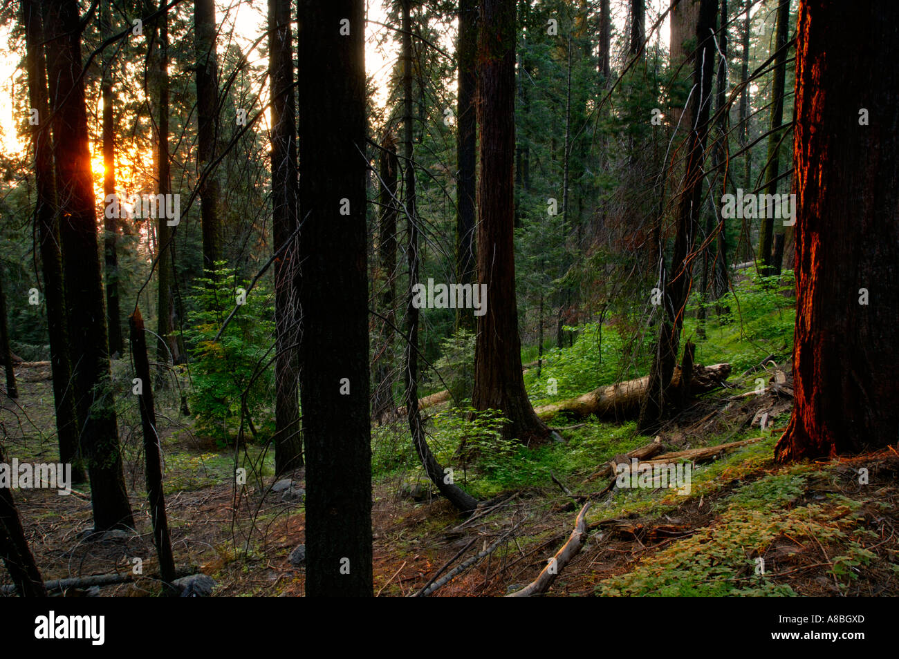 Giant Sequoia tree in mixed conifer pine forest at sunset Sequoia ...