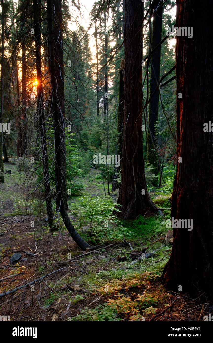 Giant Sequoia tree in mixed conifer pine forest at sunset Sequoia ...