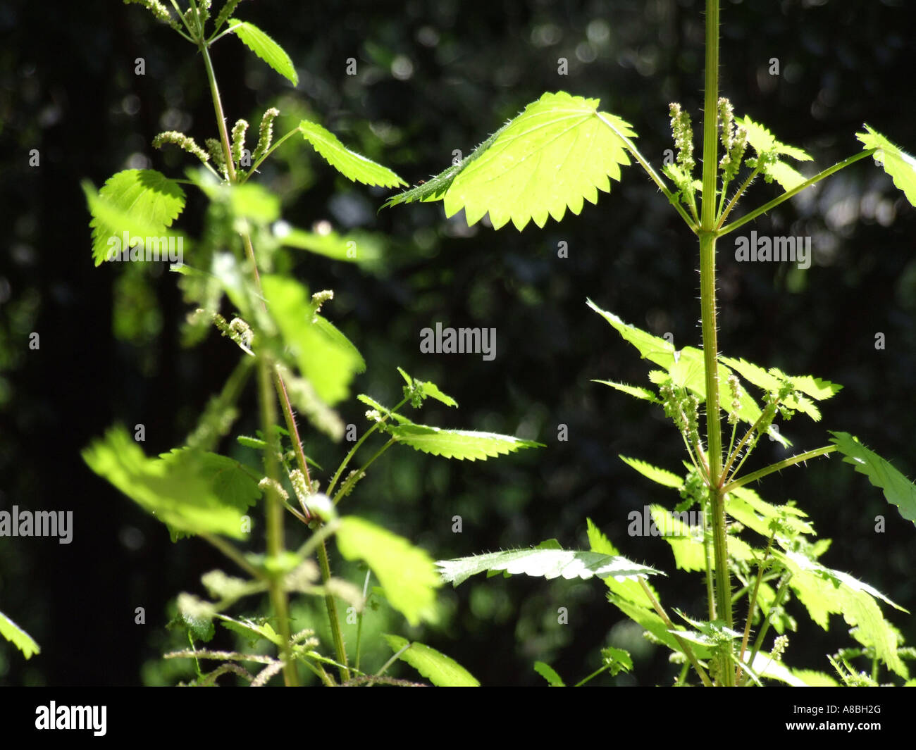 Stingy nettles hi-res stock photography and images - Alamy