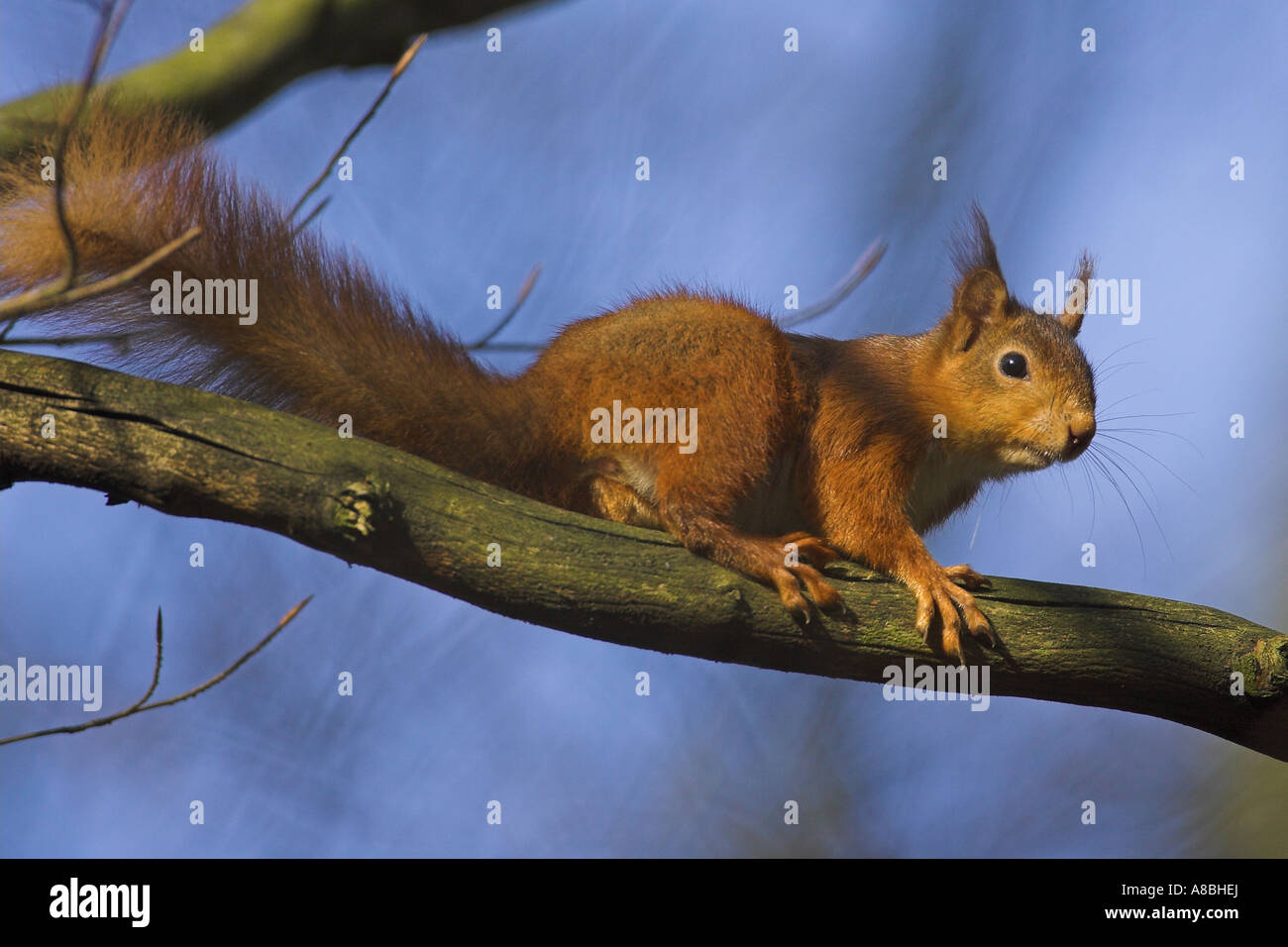 Red Squirrel (Sciurus vulgaris) on a branch, Cumbria, England, UK ...