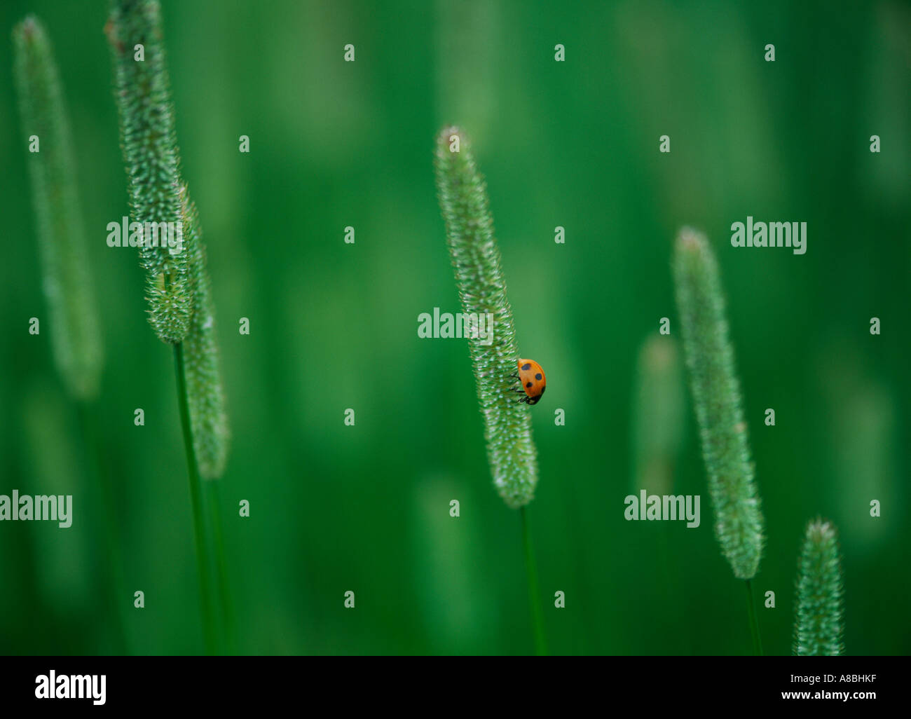 Tiny lady bird hi-res stock photography and images - Alamy